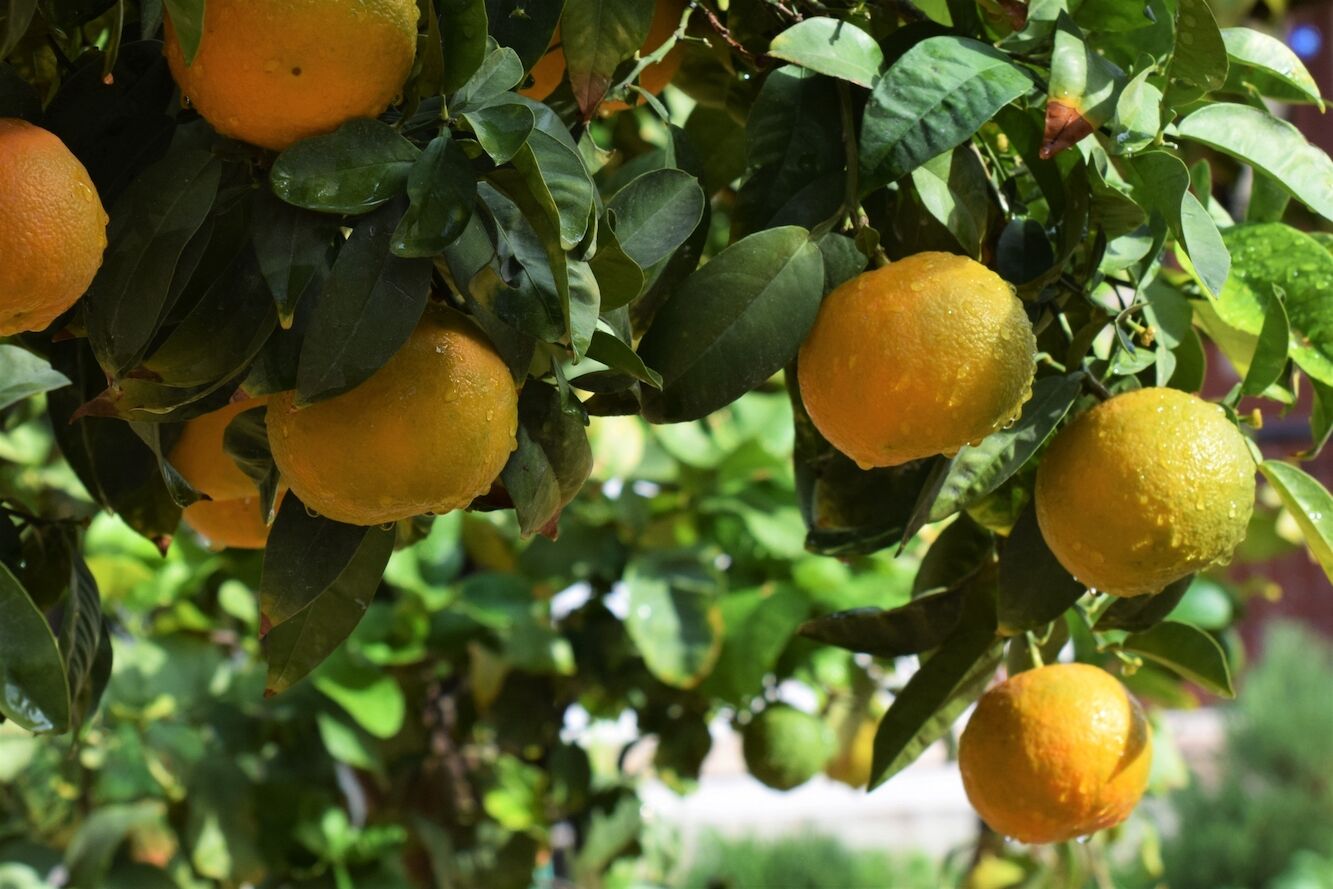 grapefruit tree temperature tolerance